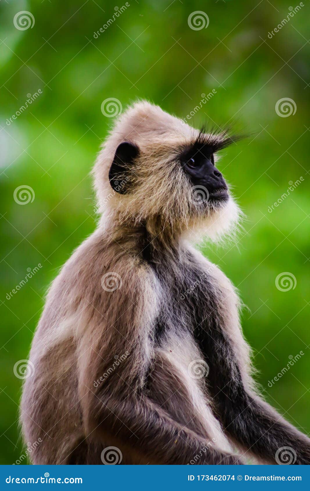 Portrait of Monkey & X28;looking Up& X29; Stock Photo - Image of monkey ...