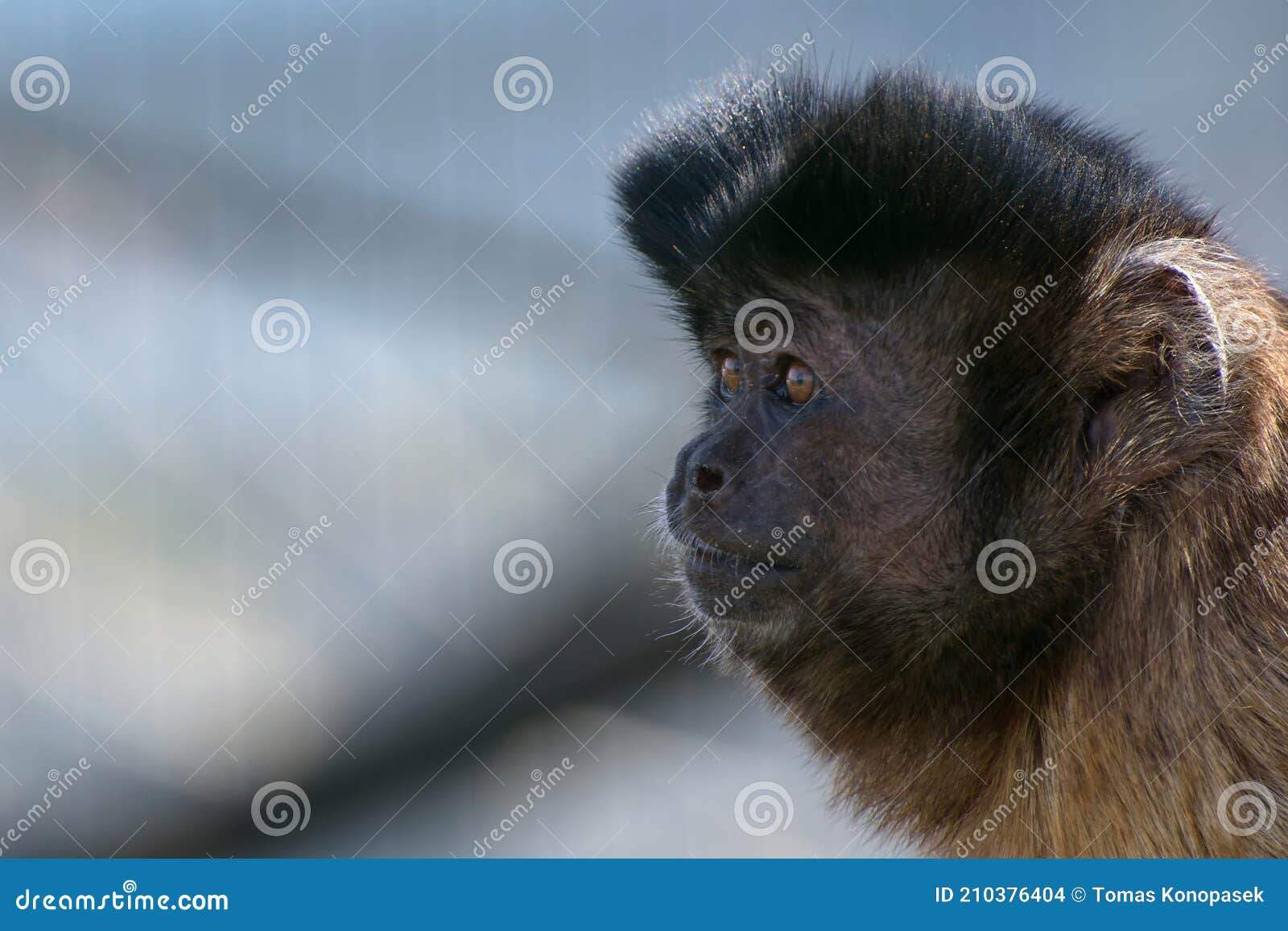 Malpa Brown Stock Photos - Free & Royalty-Free Stock Photos from Dreamstime