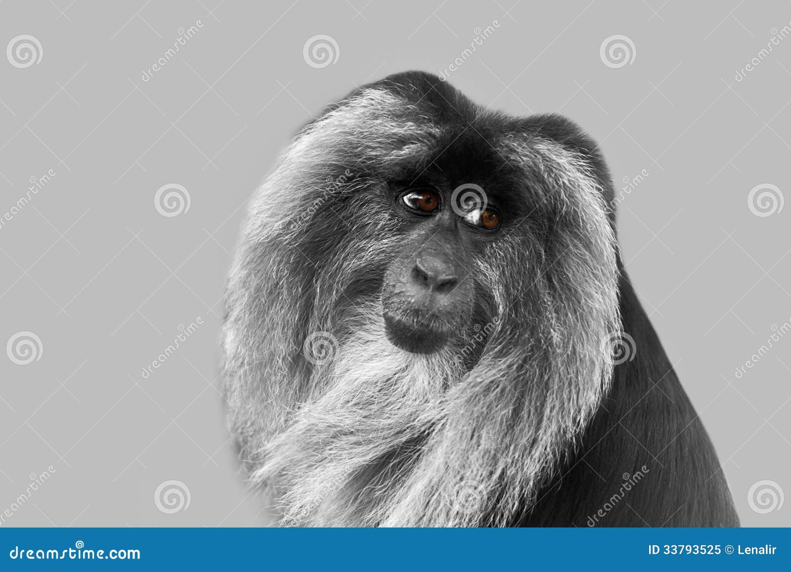 Portrait of monkey stock image. Image of head, wild, isolated - 33793525