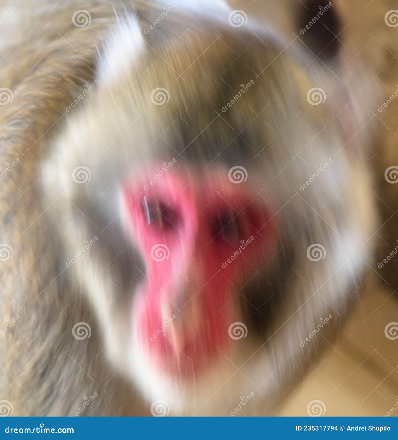 Portrait of a Monkey in Motion Stock Photo - Image of face, swarm ...