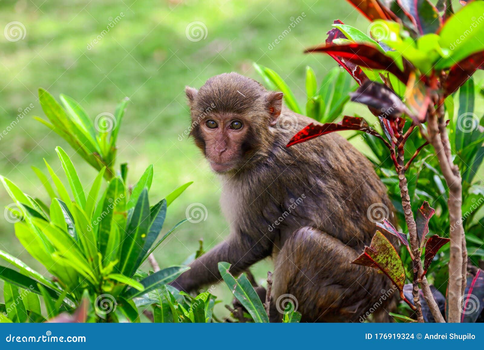 Portrait of a Monkey in the Park Stock Photo - Image of macaque, baboon ...