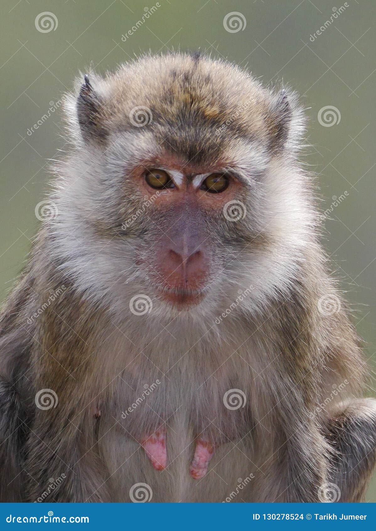 Portrait of a monkey stock photo. Image of primate, pose - 130278524