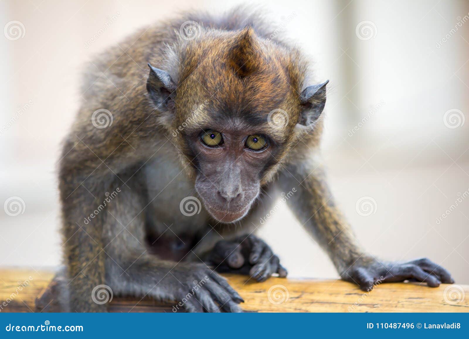 Portrait of a monkey stock photo. Image of jungle, forest - 110487496