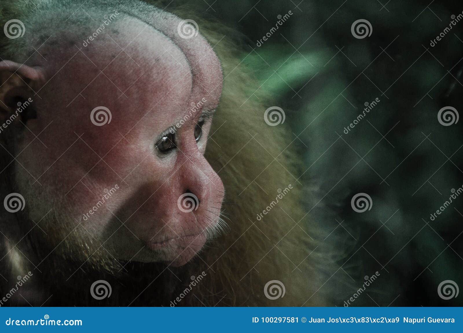 Portrait of a monkey stock image. Image of amazon, animals - 100297581