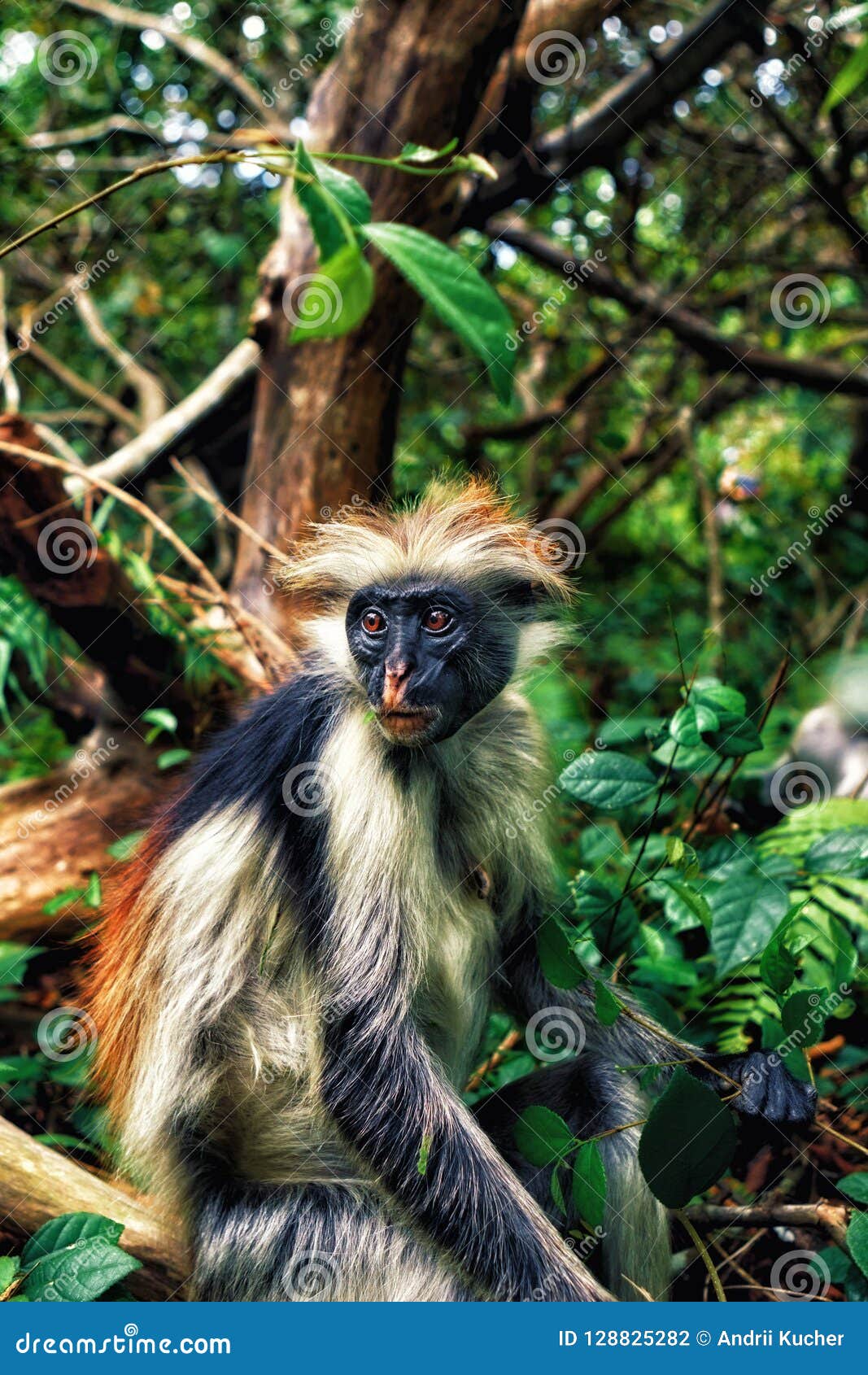 Portrait Monkey Red Colobus in Natural Environment Stock Photo - Image ...