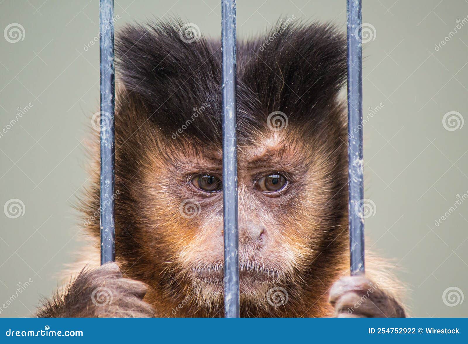 Portrait of a Monkey with a Sad Face in a Metal Cage Stock Photo ...