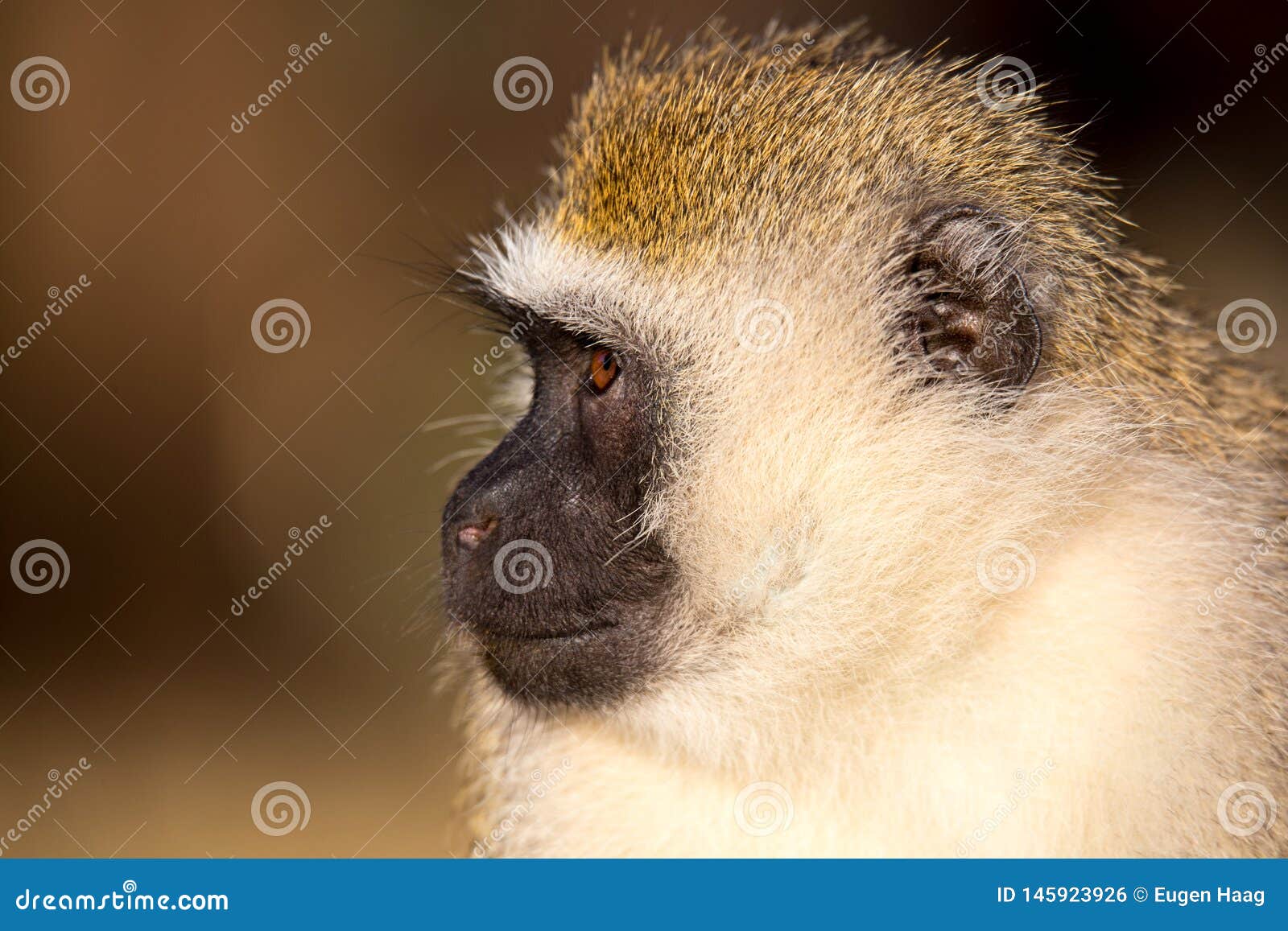 The Portrait of a Monkey in the Savannah of Kenya Stock Photo - Image ...