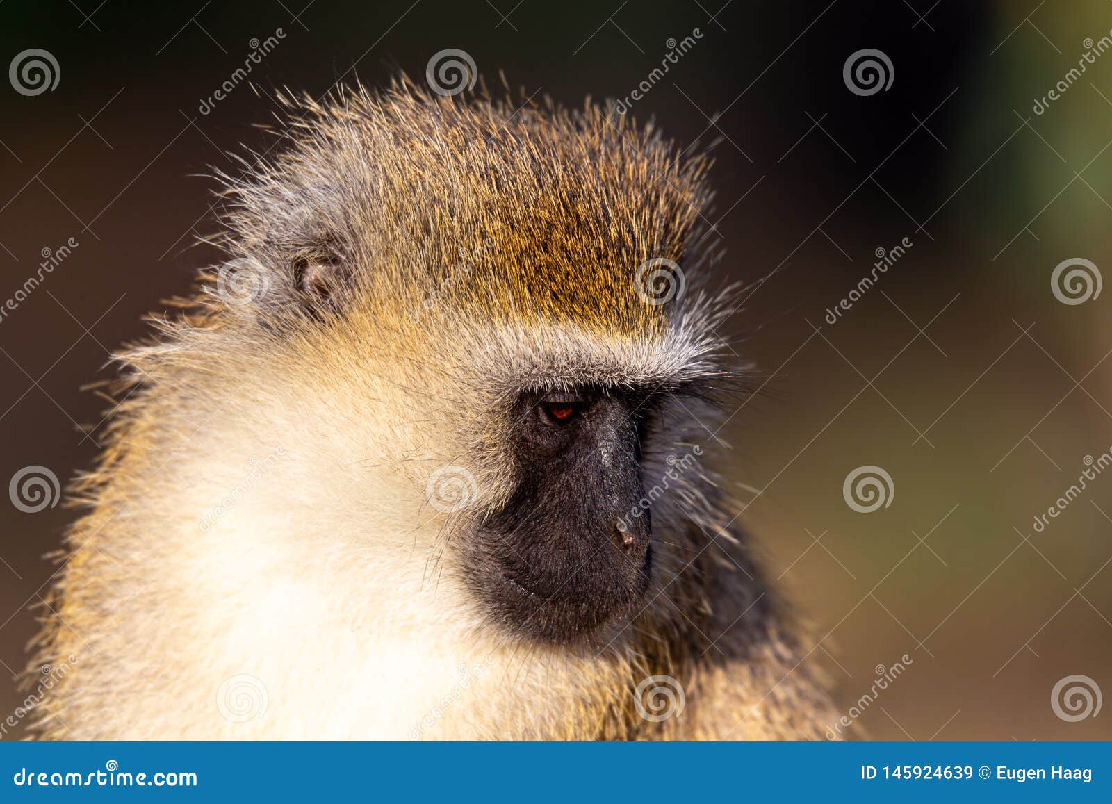 The Portrait of a Monkey in the Savannah of Kenya Stock Image - Image ...