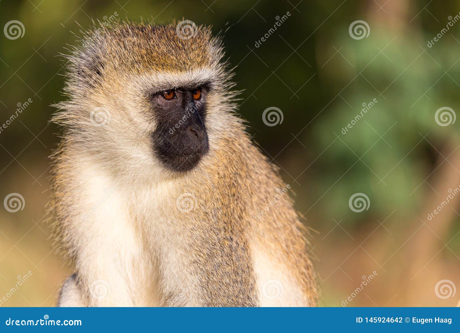 The Portrait of a Monkey in the Savannah of Kenya Stock Photo - Image ...
