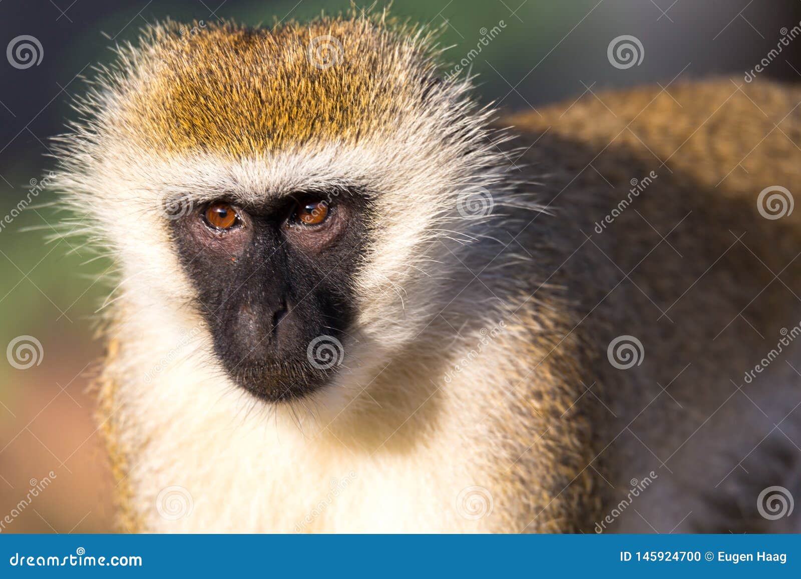 The Portrait of a Monkey in the Savannah of Kenya Stock Photo - Image ...