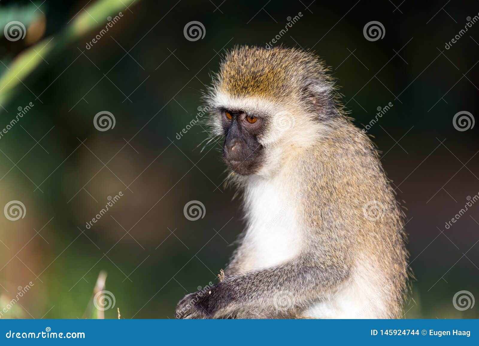 The Portrait of a Monkey in the Savannah of Kenya Stock Photo - Image ...