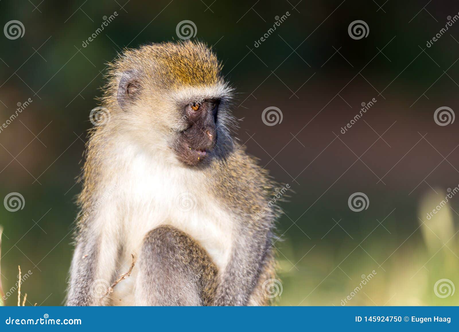The Portrait of a Monkey in the Savannah of Kenya Stock Photo - Image ...