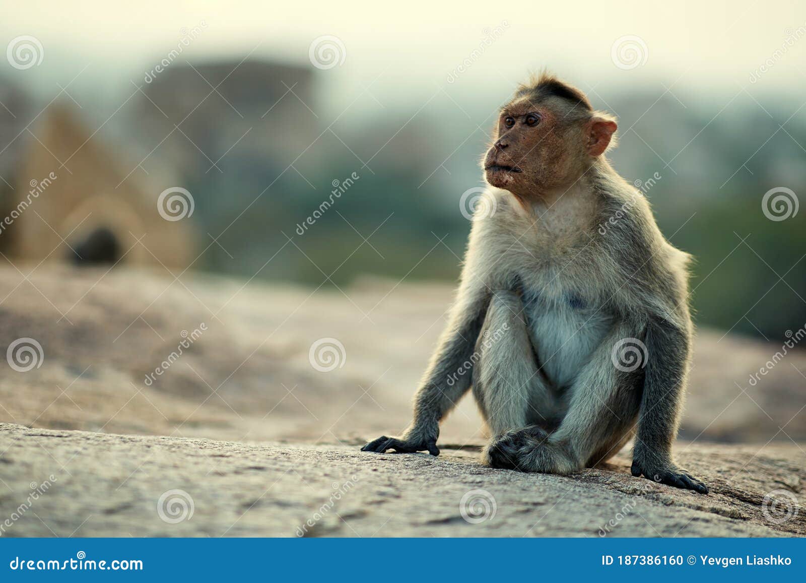 Portrait of a Monkey with a Serious Expression Stock Photo - Image of ...