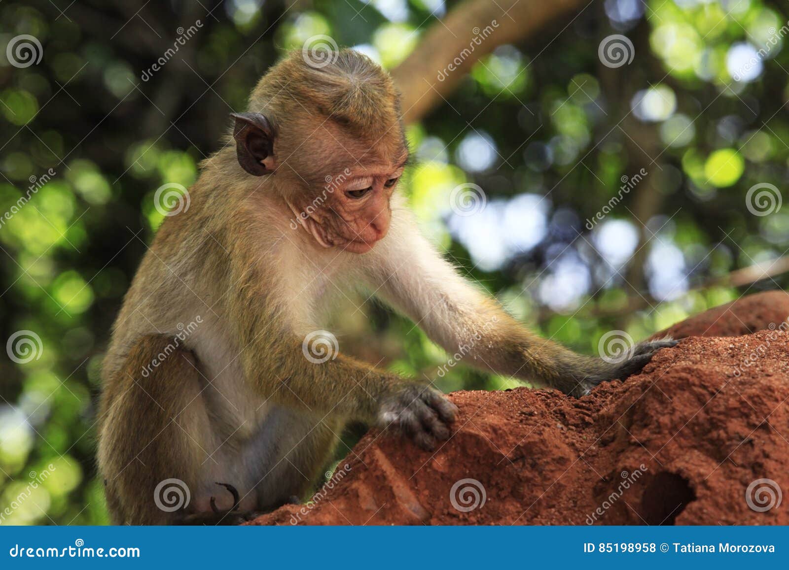 Portrait of the monkey stock photo. Image of amusing - 85198958