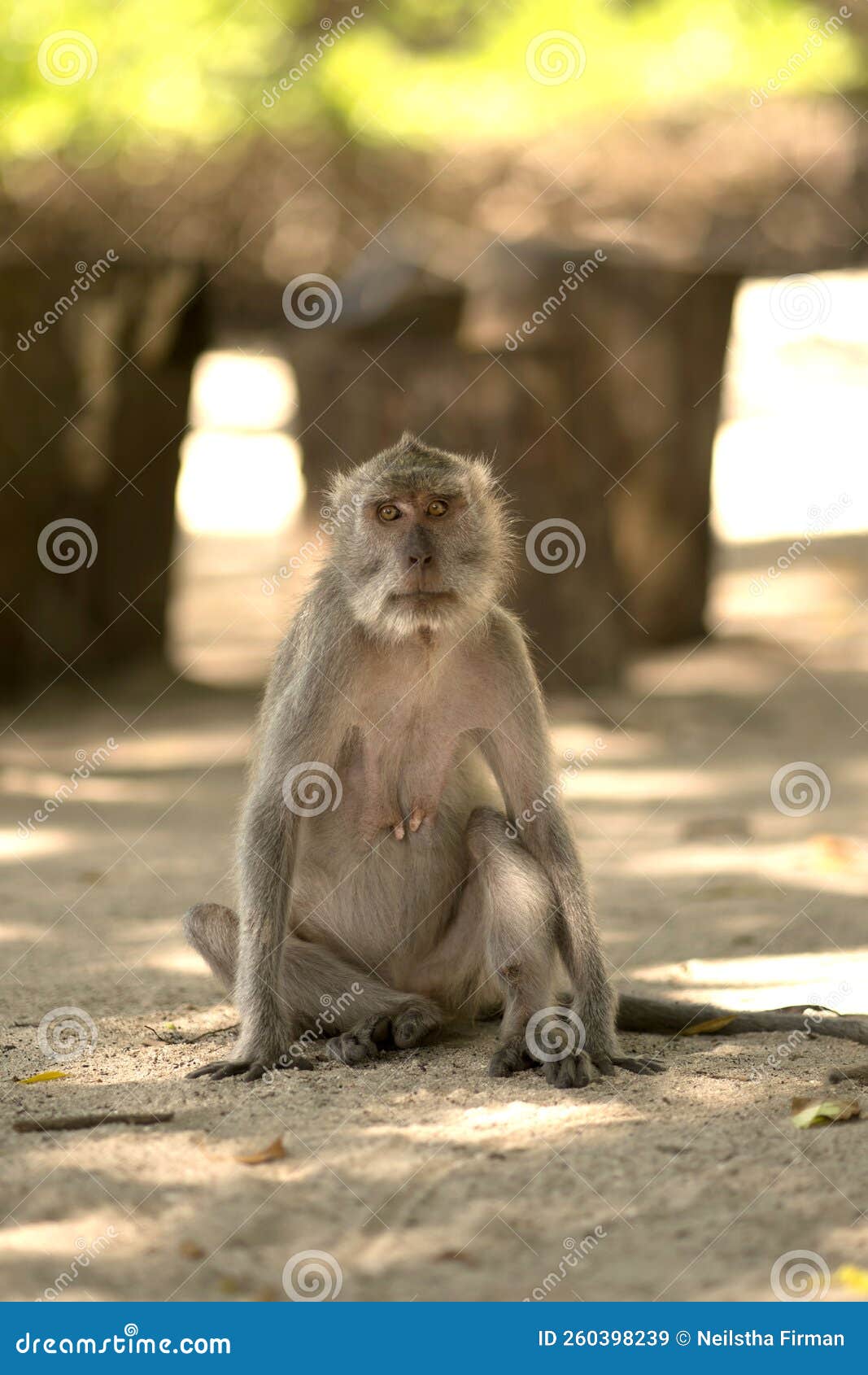 A Monkey Sitting Around the Sand Stock Image - Image of harbor, water ...