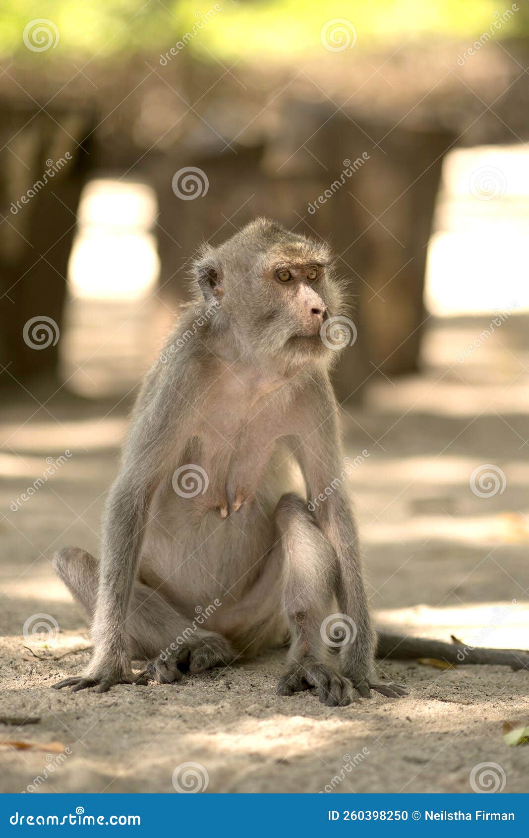 A Monkey Sitting Around the Sand Stock Photo - Image of scenic, harbor ...