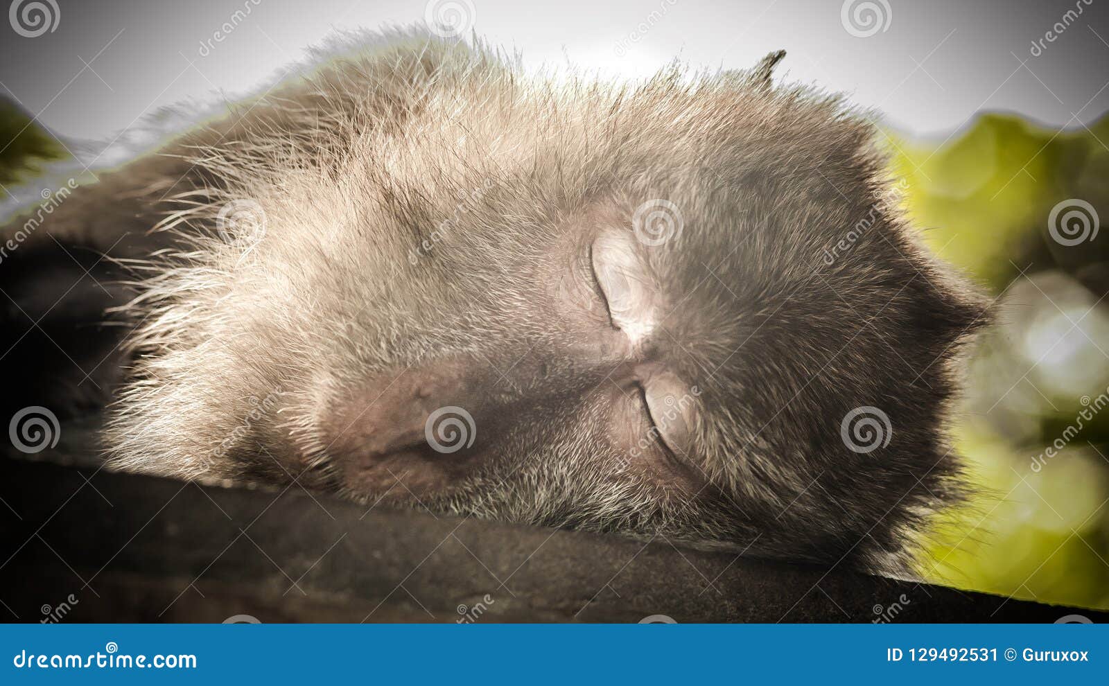Portrait of Monkey Sleeping on Tree at Sacred Monkey Forest Stock Image ...