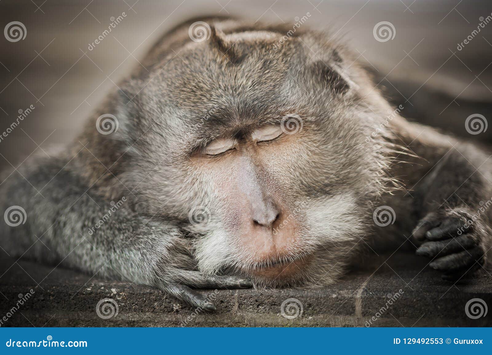Portrait of Monkey Sleeping on Tree at Sacred Monkey Forest Stock Image ...