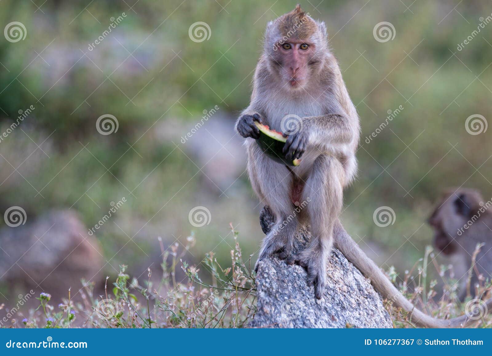 Portrait of a Monkey Staring Stock Image - Image of baby, play: 106277367