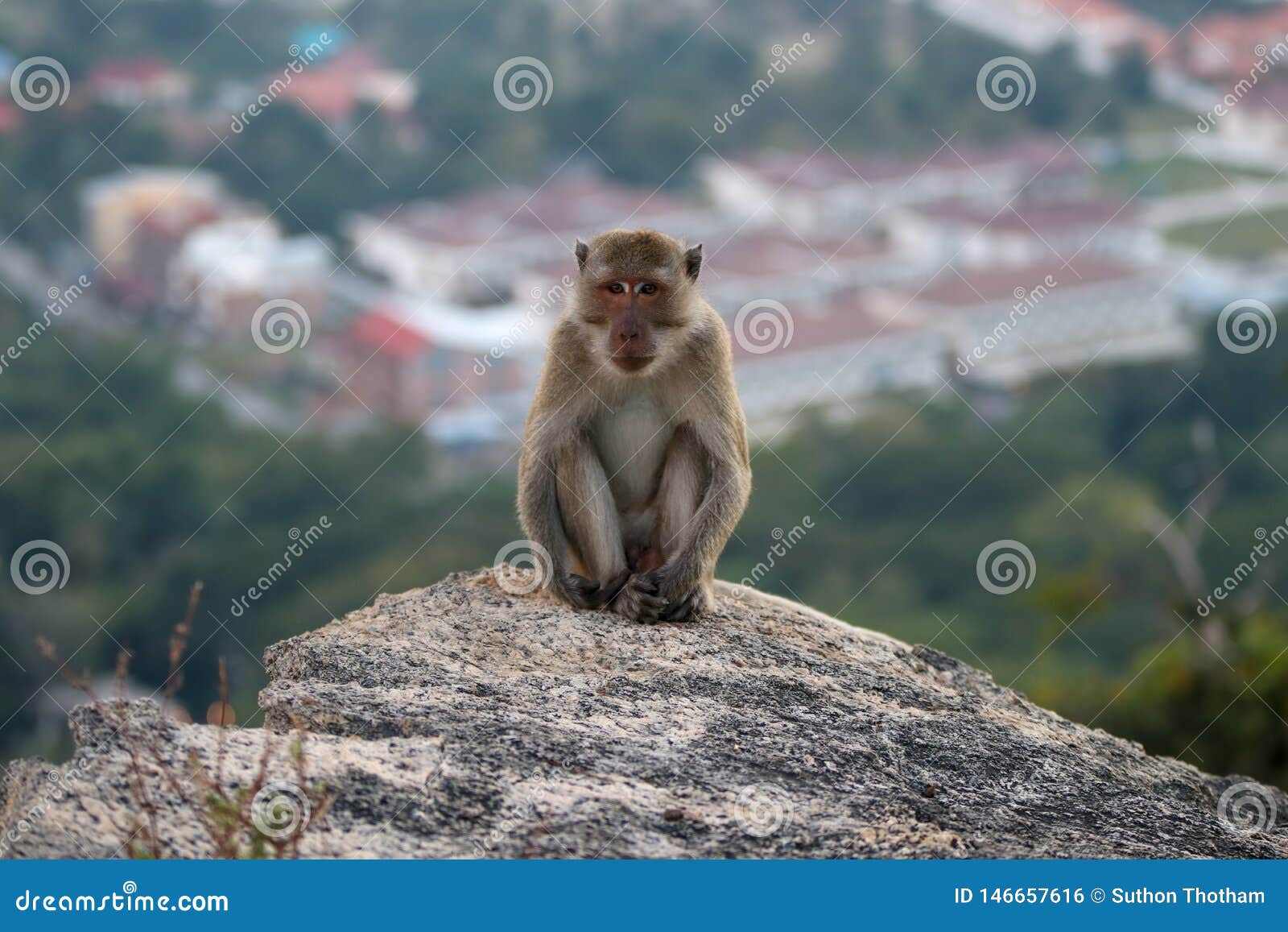 Portrait of a Monkey Staring Stock Photo - Image of smile, monkeys ...