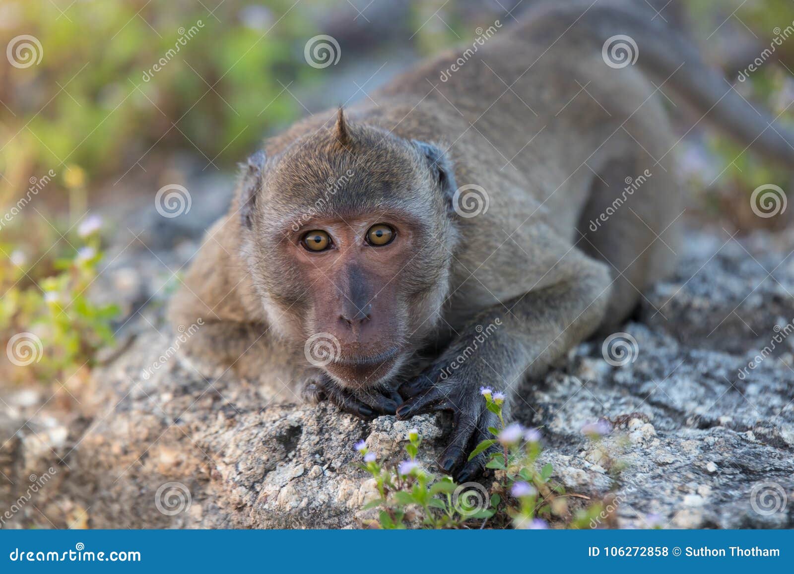 Portrait of a Monkey Staring Stock Photo - Image of jungle, staring ...