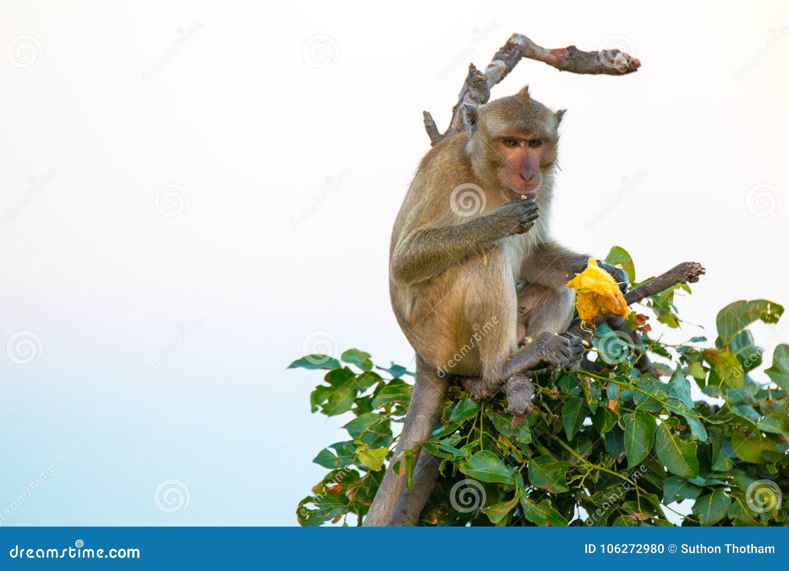 Portrait of a Monkey Staring Stock Photo - Image of nature, love: 106272980