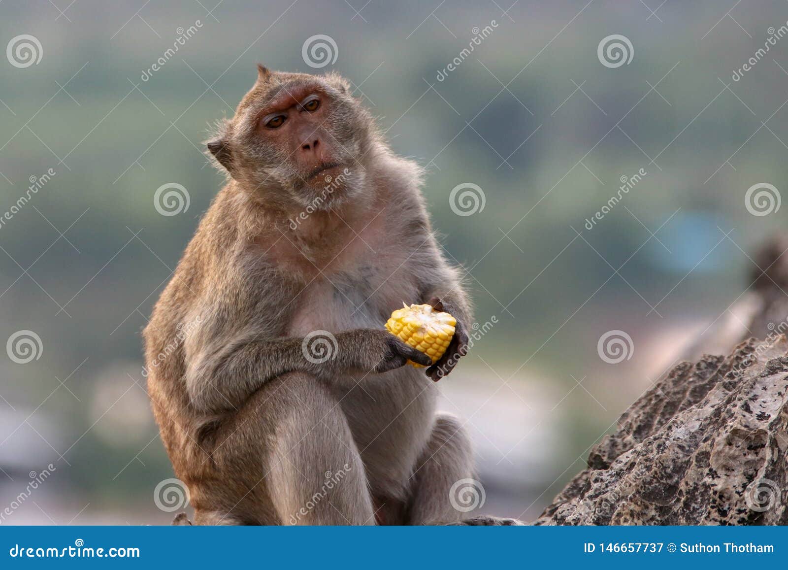 Portrait of a Monkey Staring Stock Image - Image of love, macaque ...