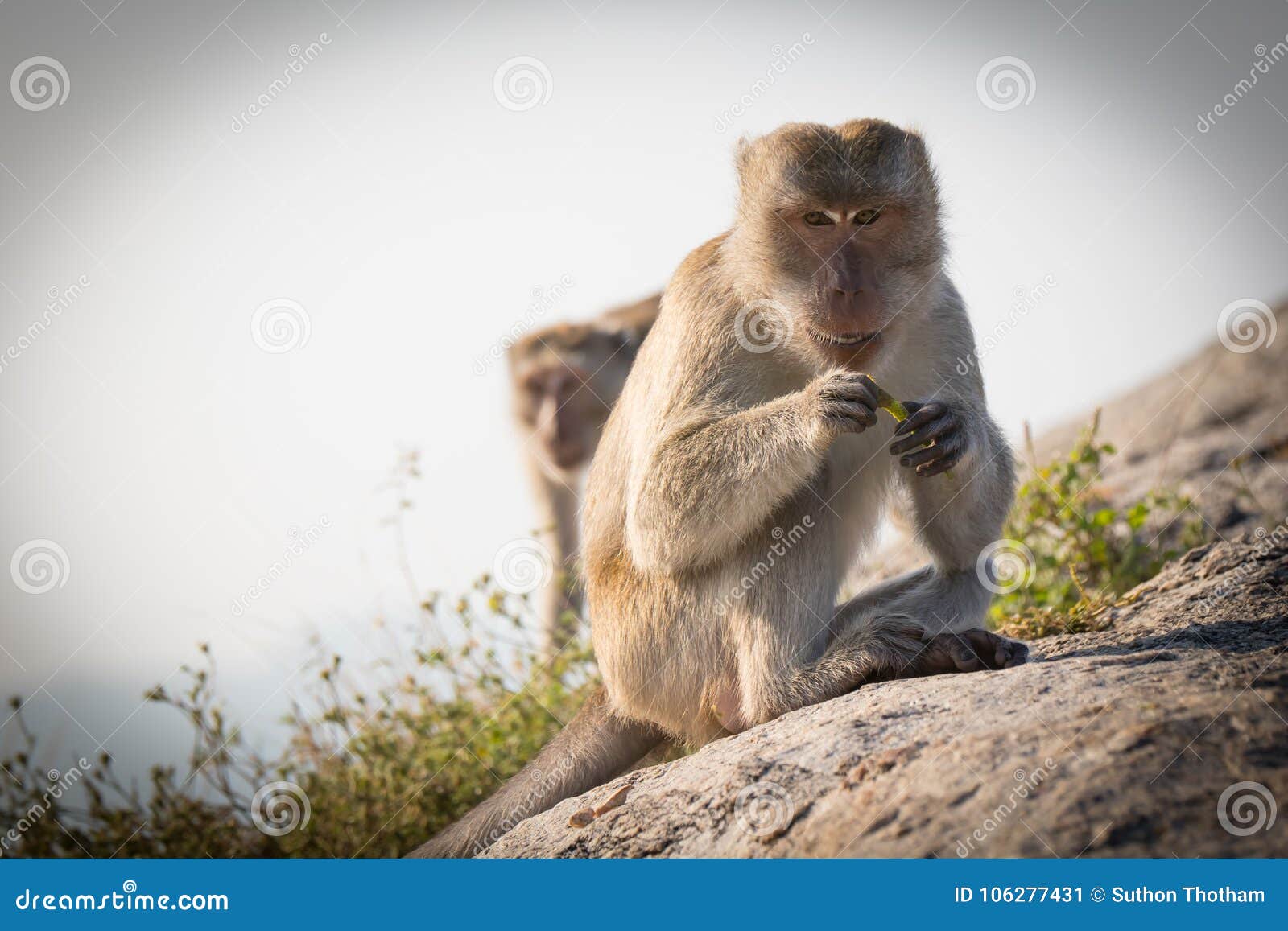 Portrait of a Monkey Staring Stock Image - Image of animal, portrait ...