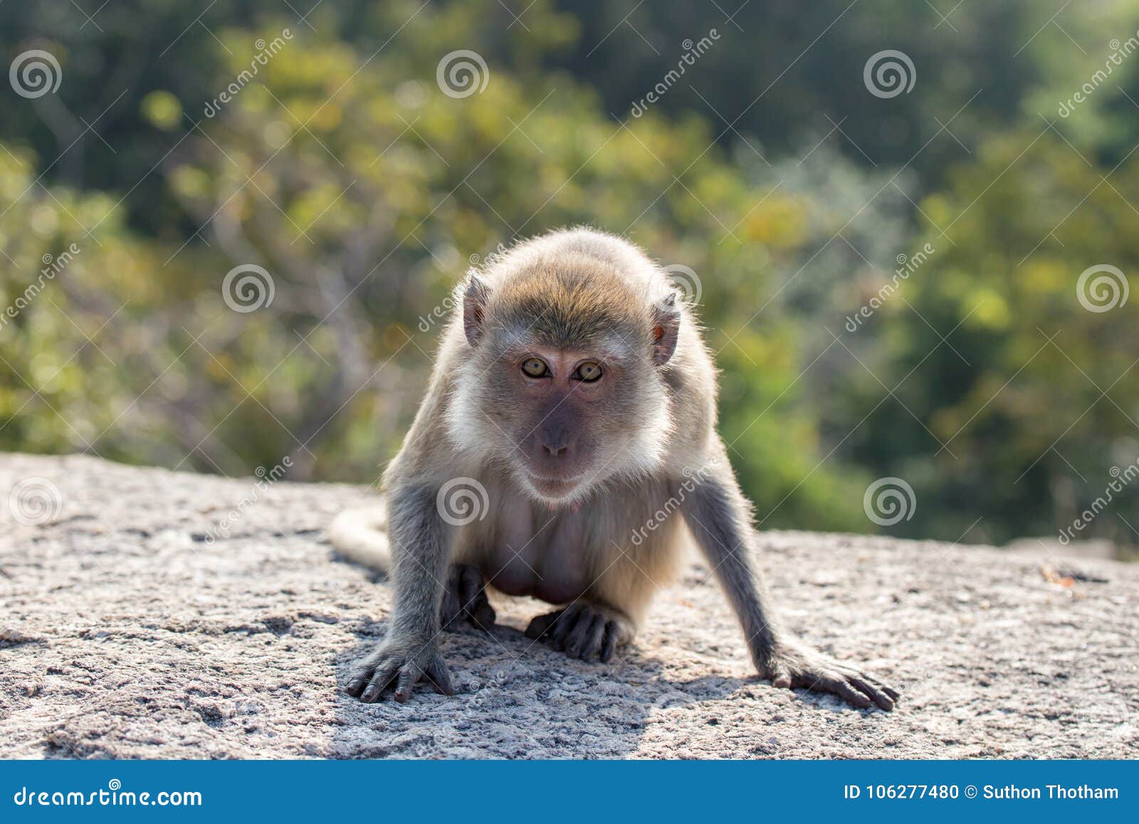 Portrait of a Monkey Staring Stock Photo - Image of monkey, smile ...