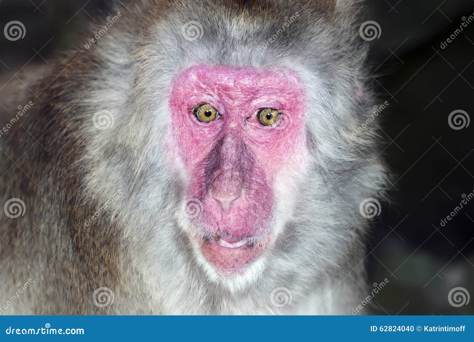 Portrait of Monkey with a Surprise Expression Stock Photo - Image of ...