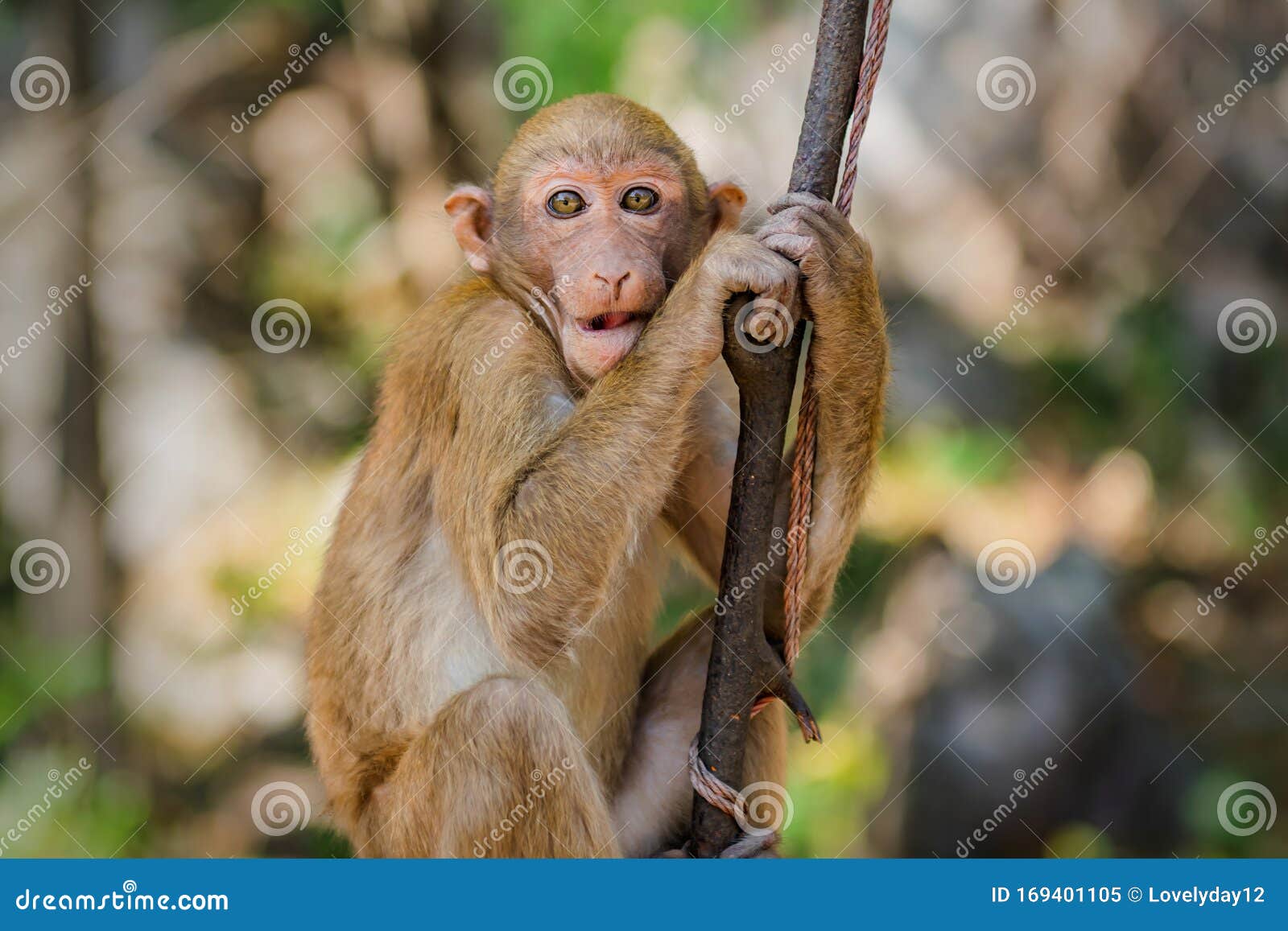 Portrait Monkey on Tree in Nature Stock Image - Image of little, travel ...