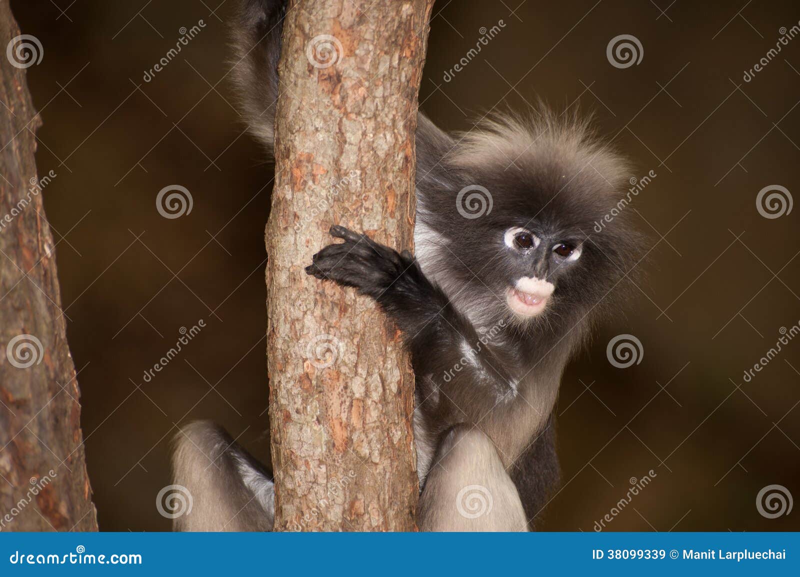 Portrait Monkey on Tree ( Presbytis Obscura Reid ). Stock Image - Image ...