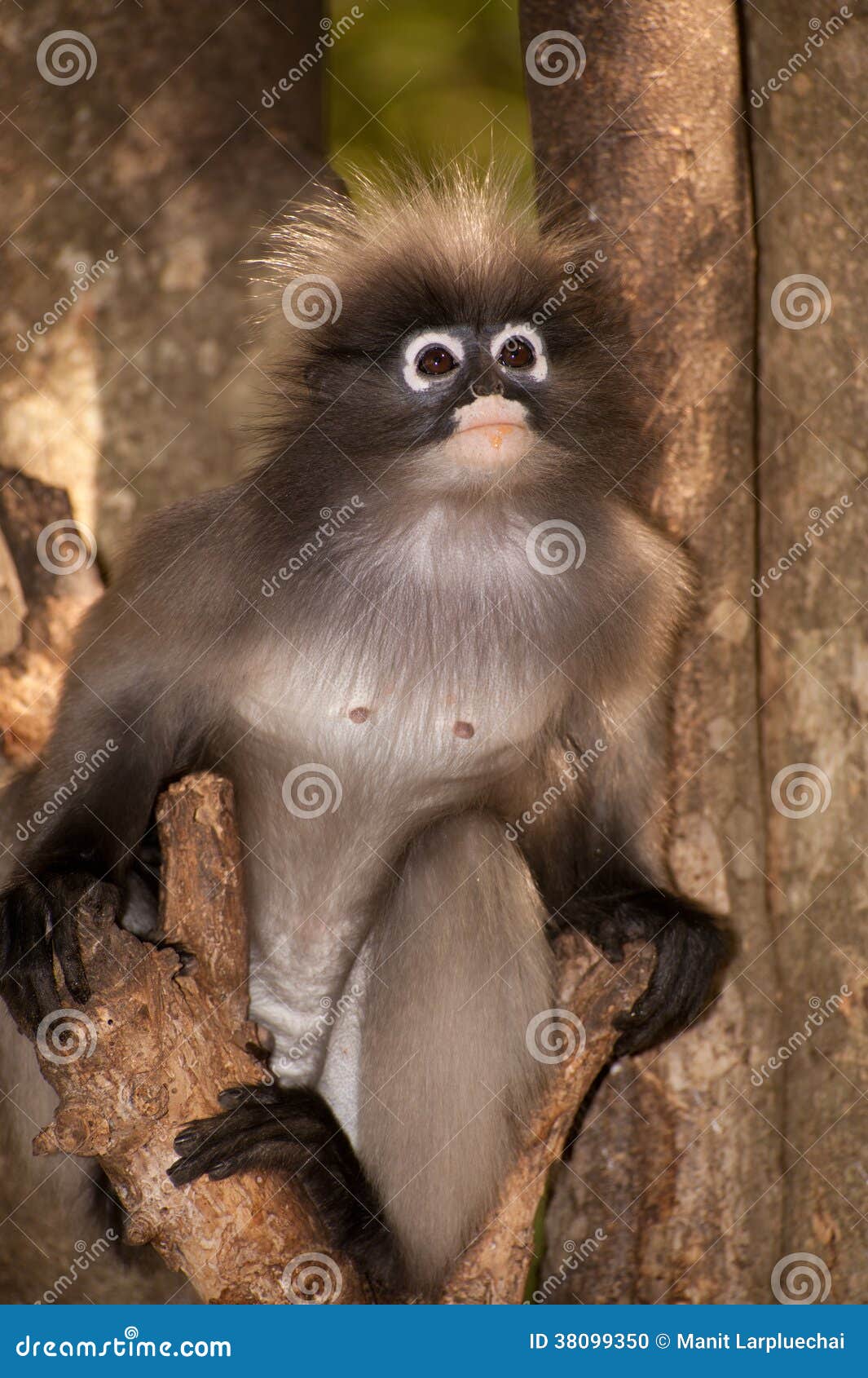 Portrait Monkey on Tree ( Presbytis Obscura Reid ) . Stock Photo ...