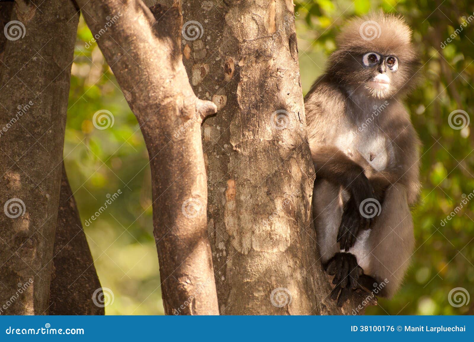 Portrait Monkey on Tree ( Presbytis Obscura Reid ) . Stock Photo ...