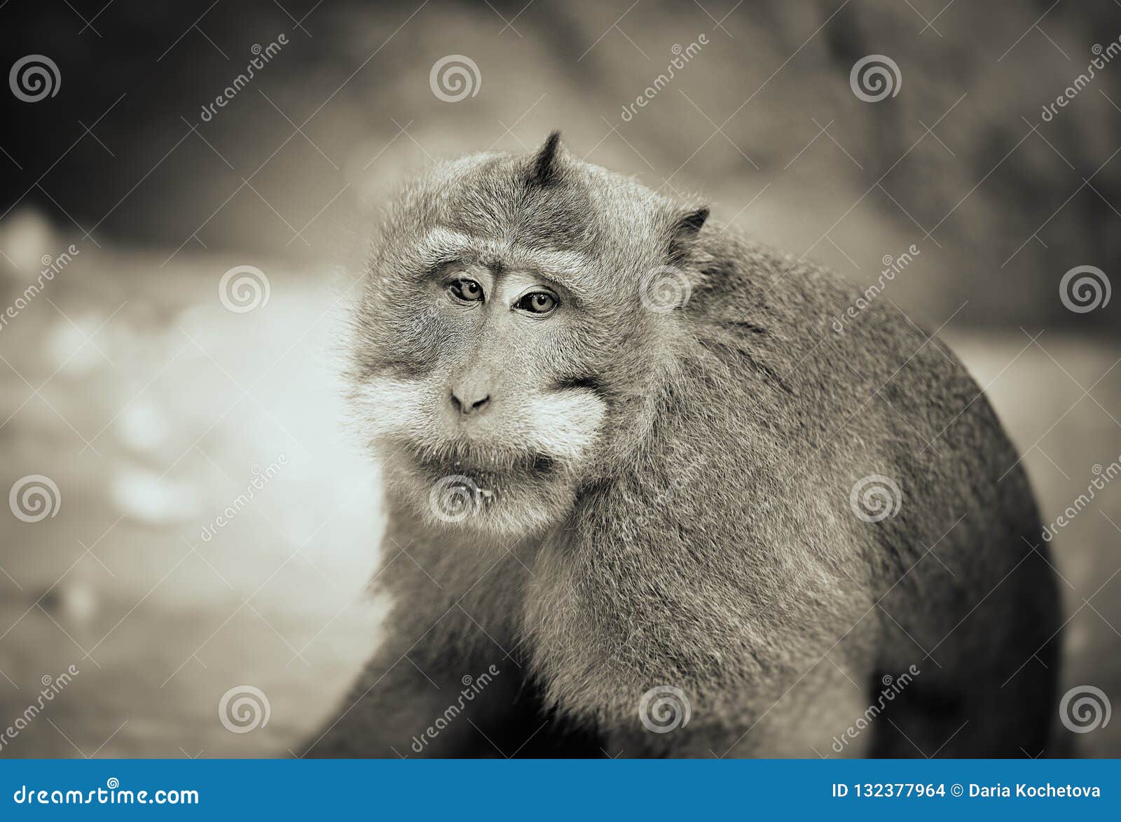 Portrait of monkey stock photo. Image of animals, asia - 132377964