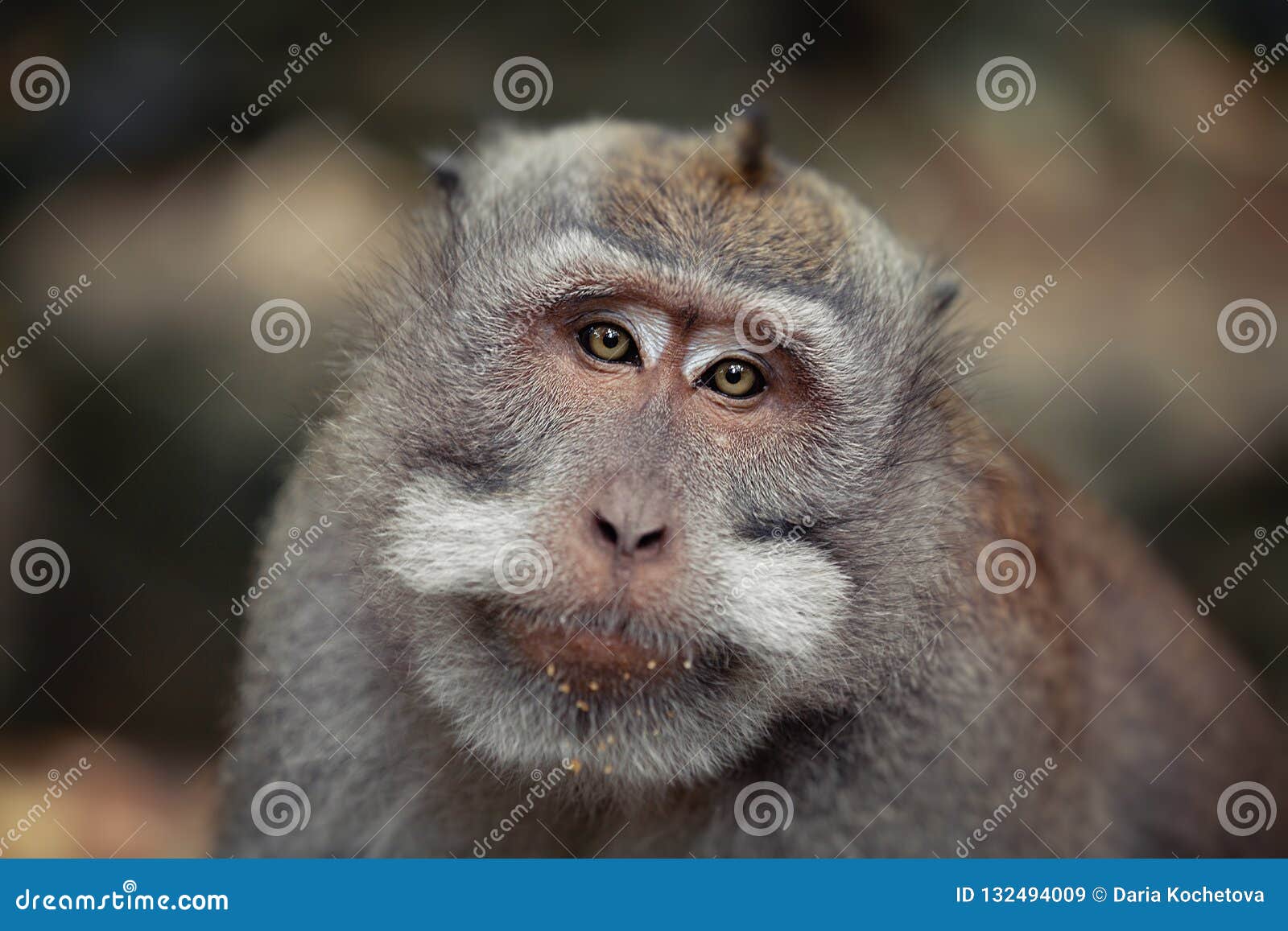 Portrait of monkey stock image. Image of long, grey - 132494009
