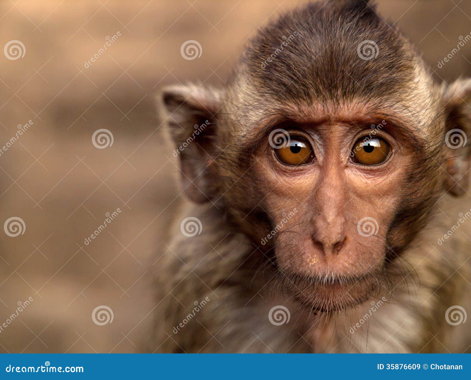 Portrait monkey stock image. Image of hair, portrait - 35876609