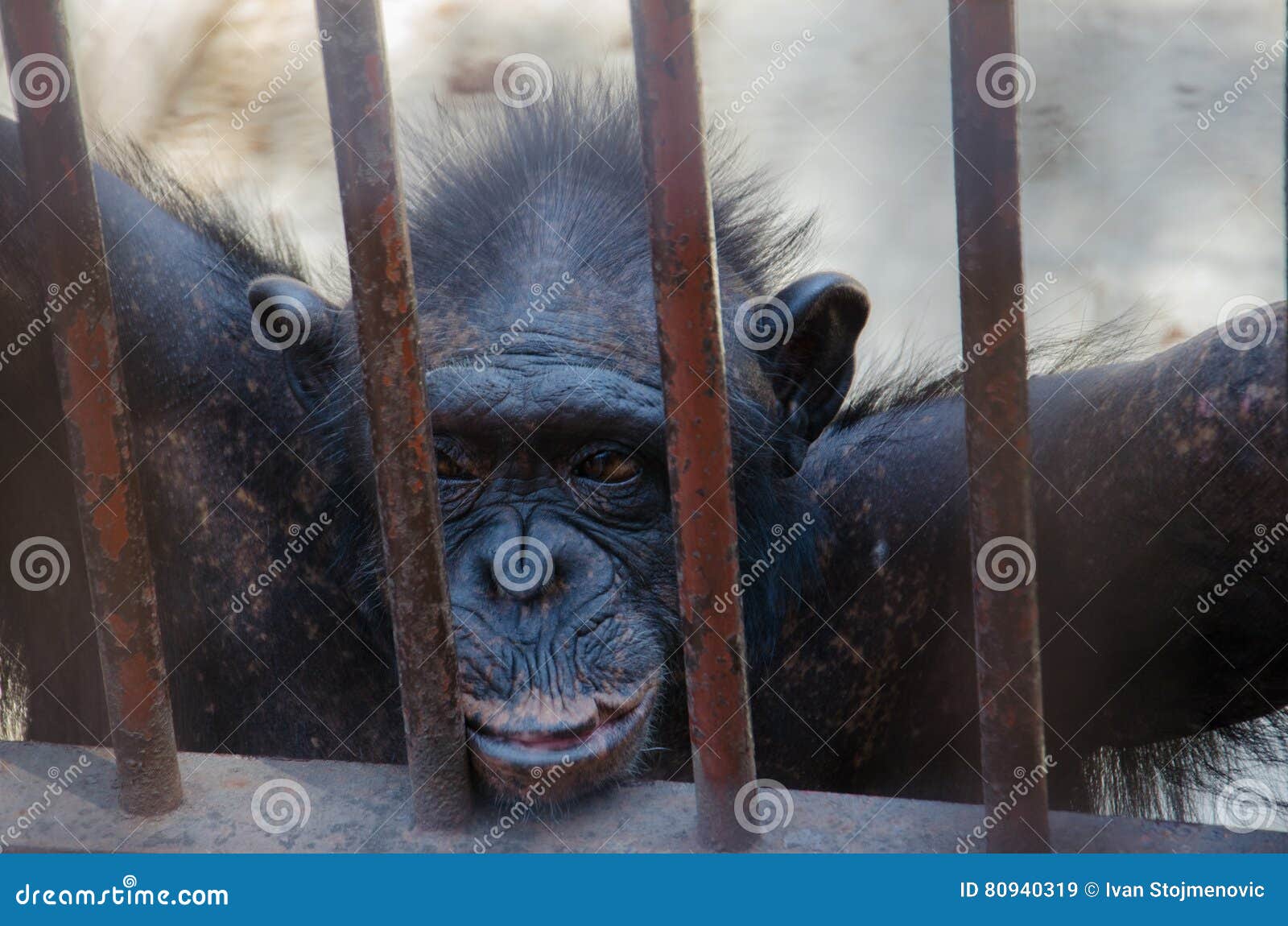Portrait of the Monkey Watching the Freedom Stock Image - Image of ...