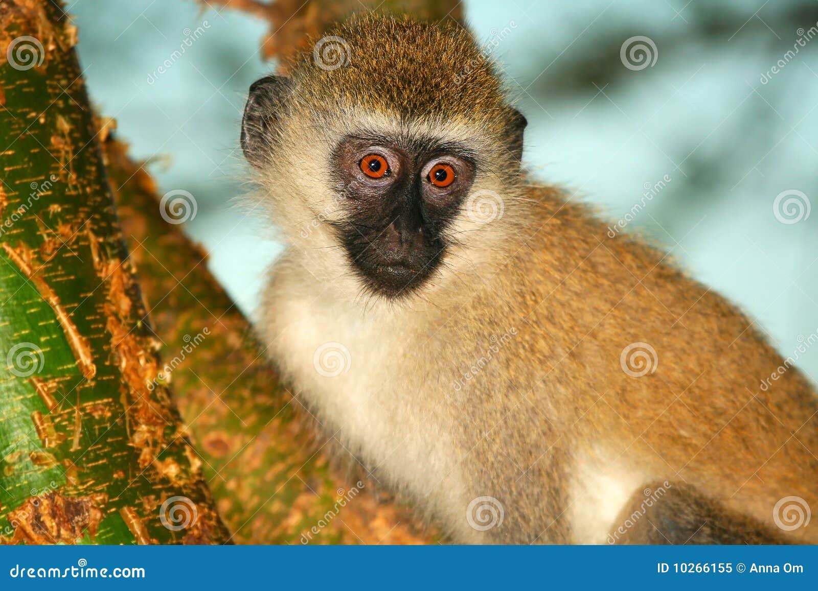 Portrait of Monkey in the Wild Stock Image - Image of wilderness ...