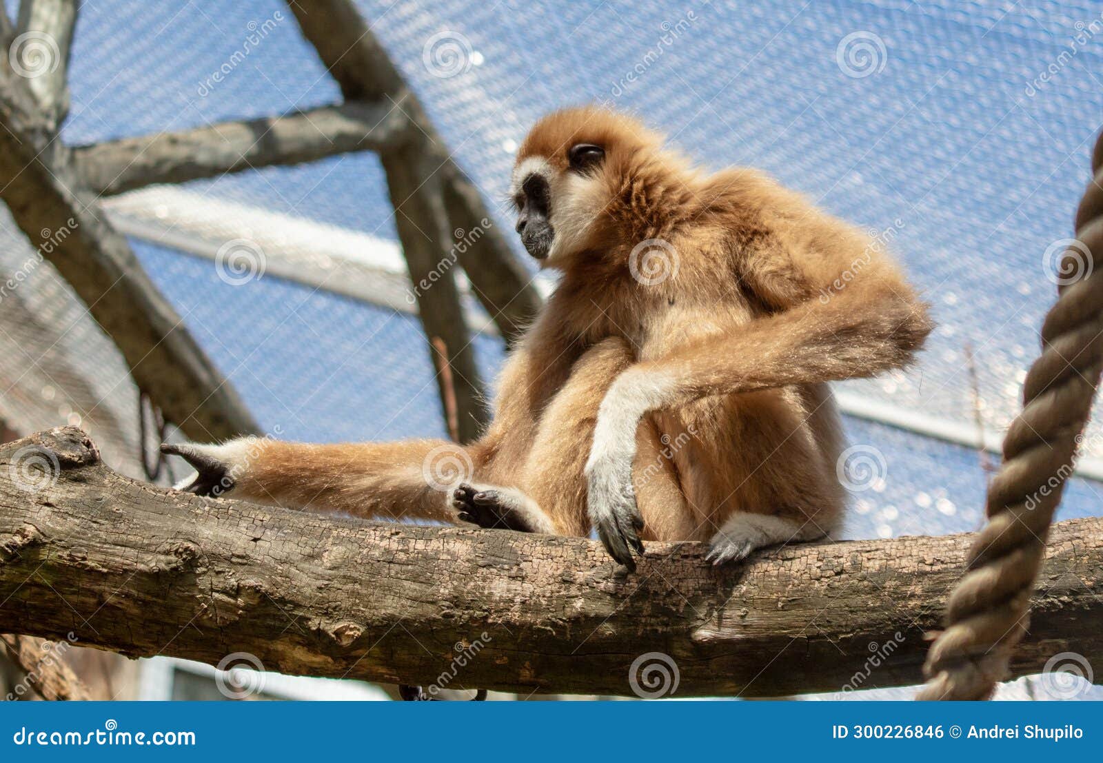 Portrait of a Monkey in the Zoo Stock Photo - Image of mammal, jungle ...