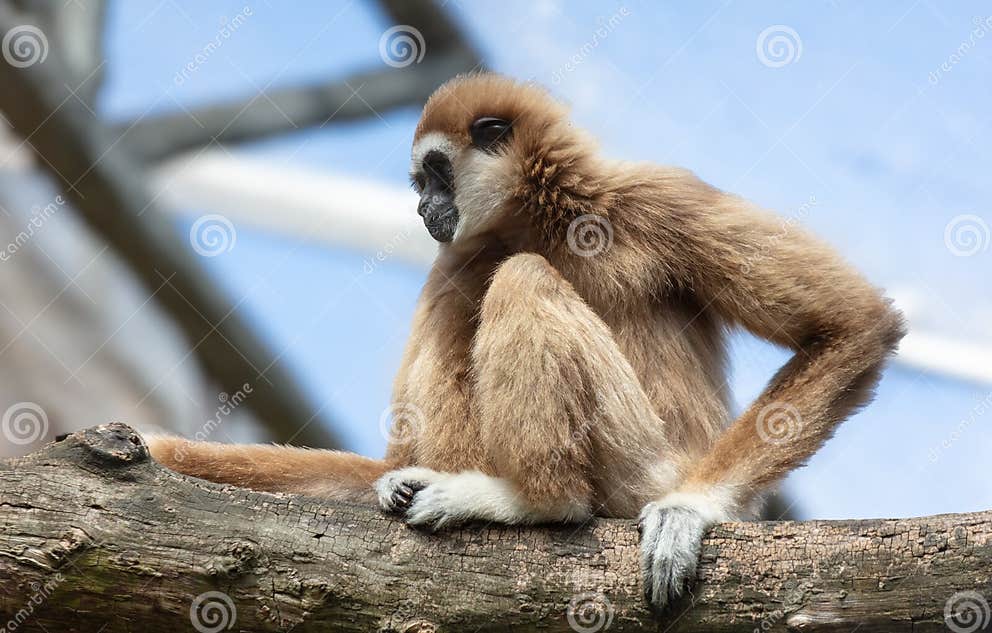 Portrait of a Monkey in the Zoo Stock Image - Image of zoology, park ...