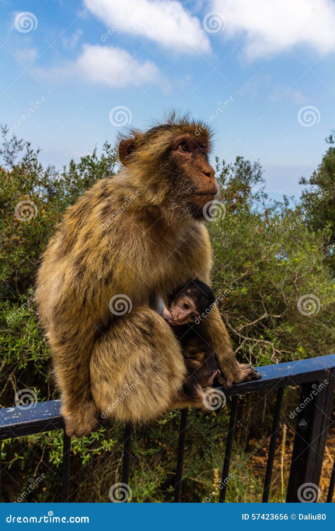 Portrait of Monkeys, Gibraltar City Stock Photo - Image of fauna ...