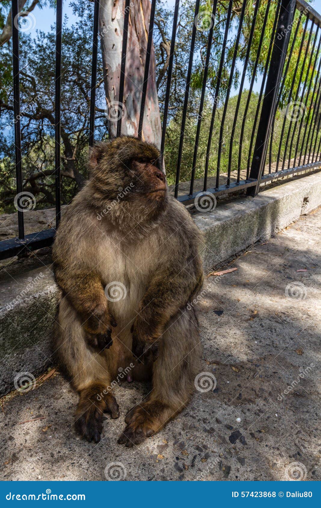 Portrait of Monkeys, Gibraltar City Stock Photo - Image of breeding ...