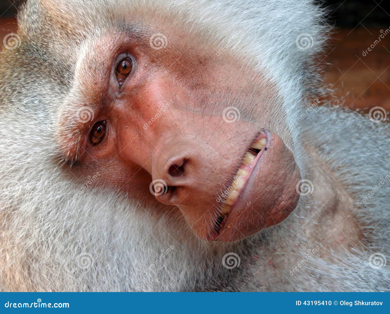 Portrait monkeys stock photo. Image of teeth, views, eyes - 43195410