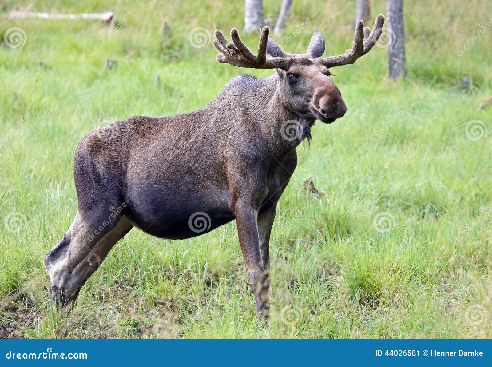 Portrait of a Moose Bull (Alces Alces) Stock Image - Image of large ...