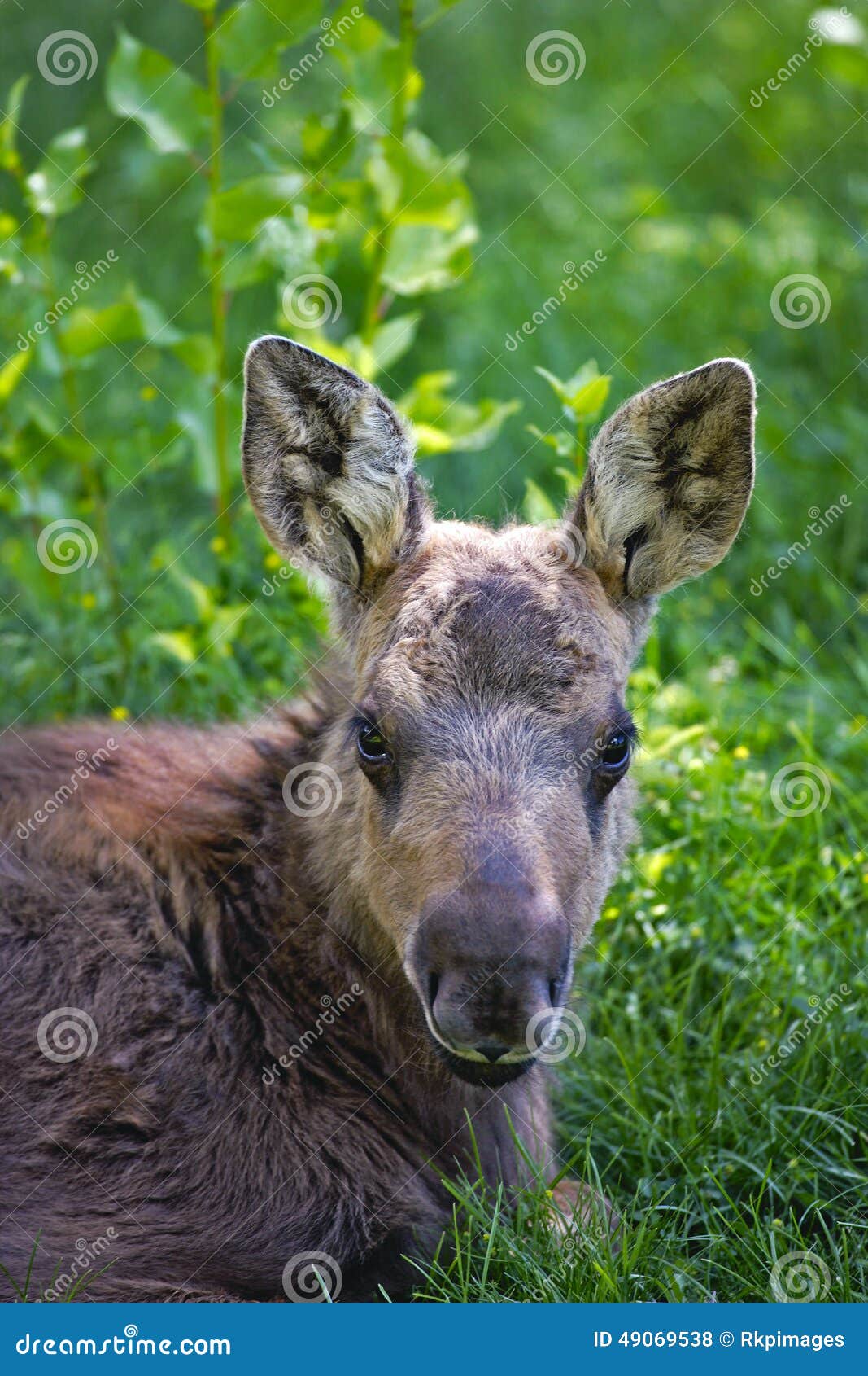 Portrait of Moose Calf stock photo. Image of grass, mammal - 49069538