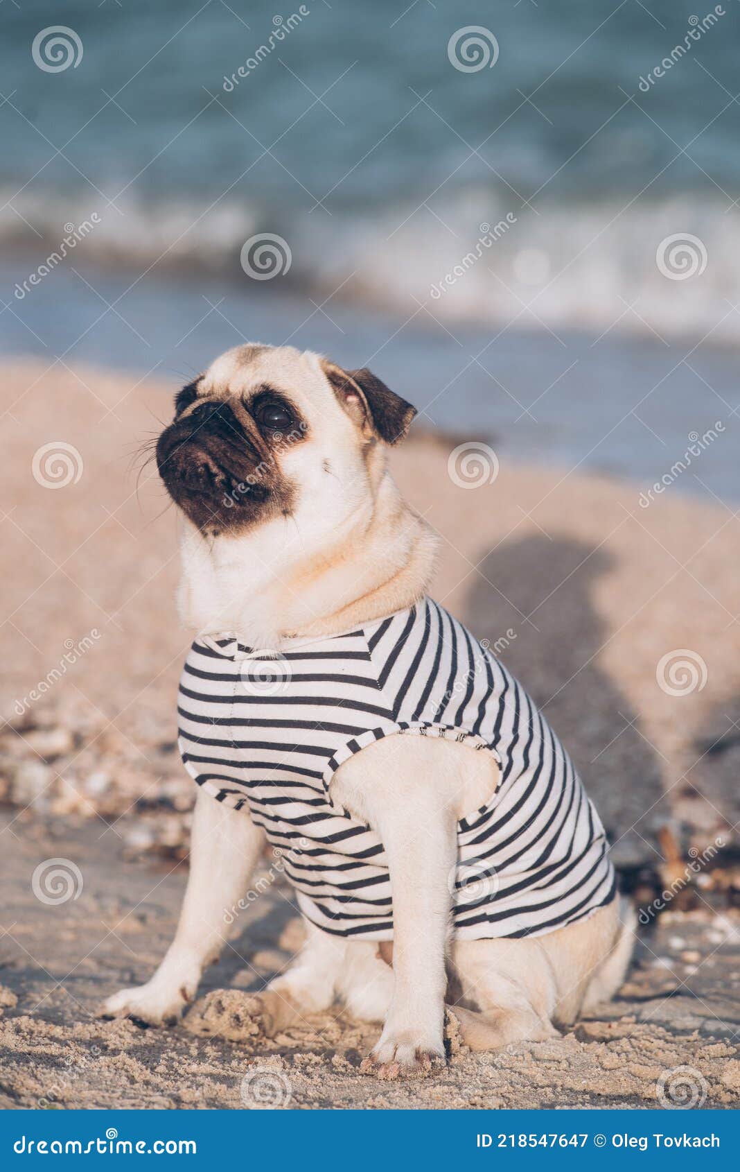 Portrait of a Mops Dog on the Beach Stock Image - Image of pedigree ...