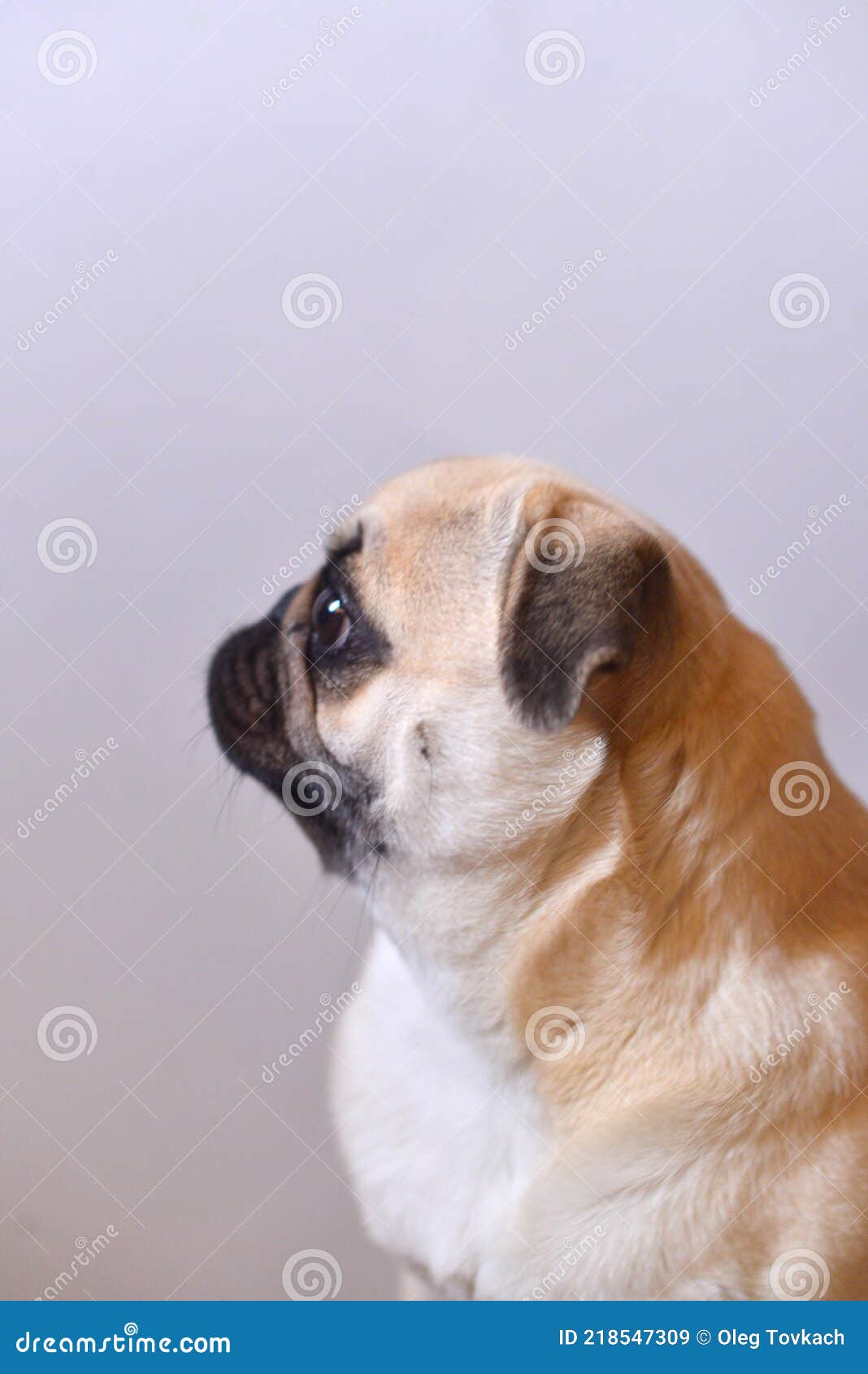Portrait of mops dog stock image. Image of face, adorable - 218547309