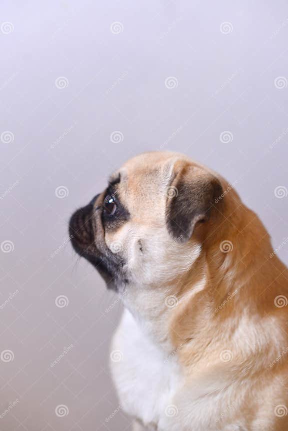 Portrait of mops dog stock image. Image of face, adorable - 218547309