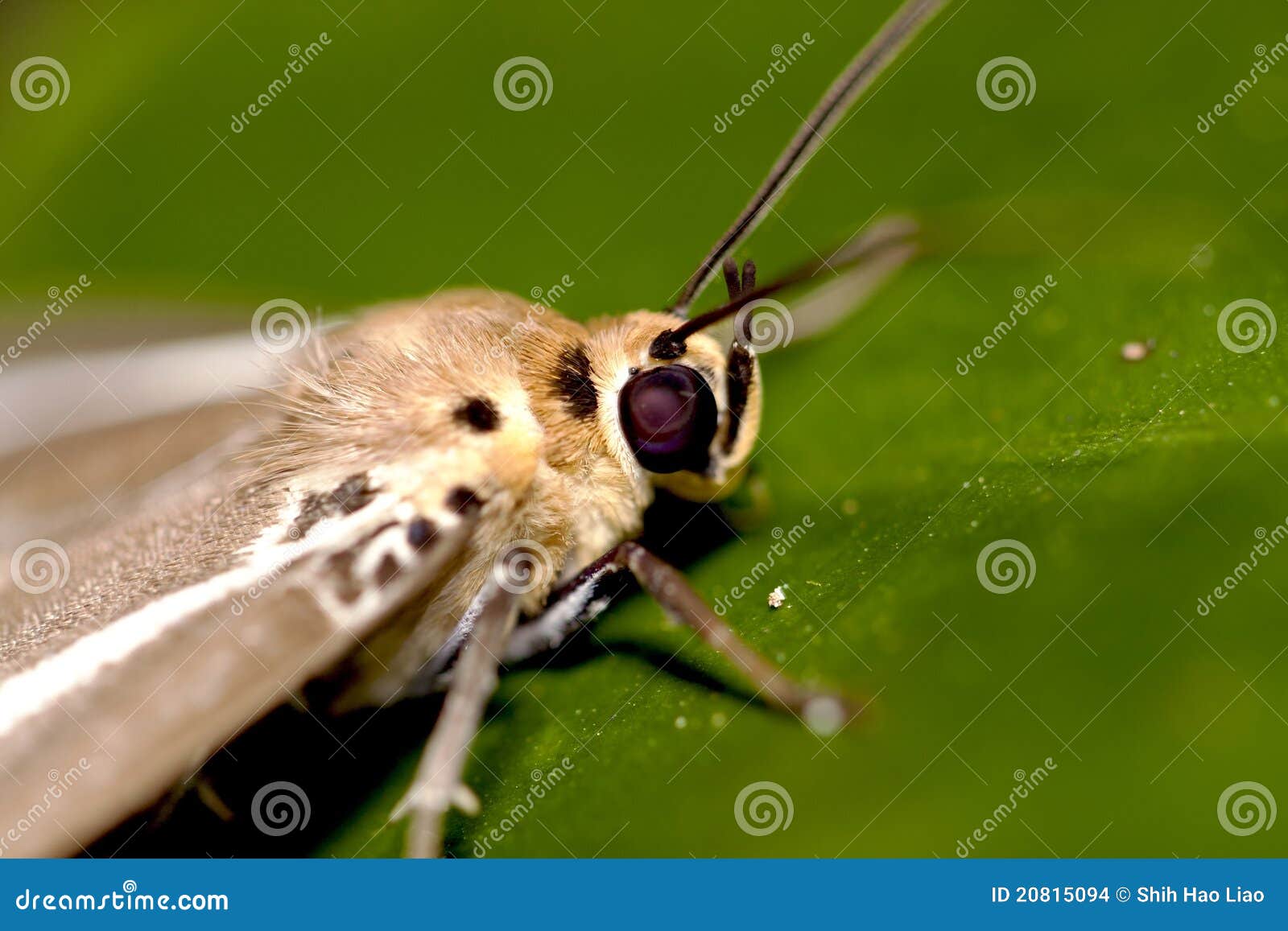 Portrait of a moth stock photo. Image of animal, eyes - 20815094